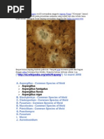 Pengertian Kapang Dan Khamir