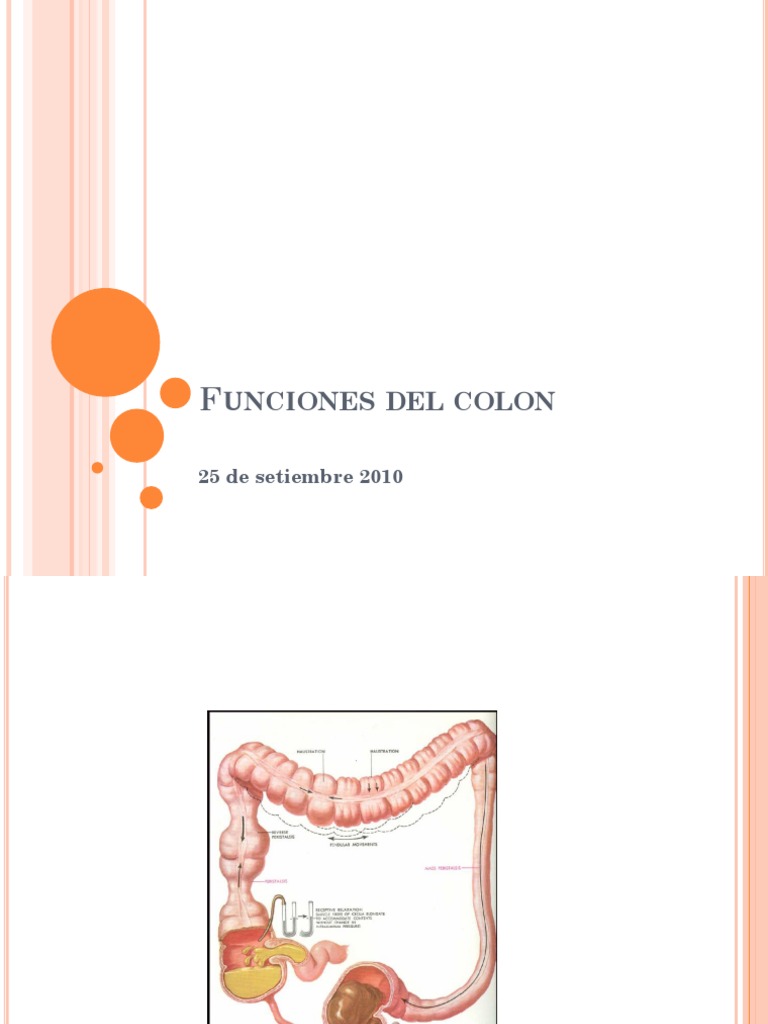 Funciones Colon | PDF | Intestino grueso | Recto