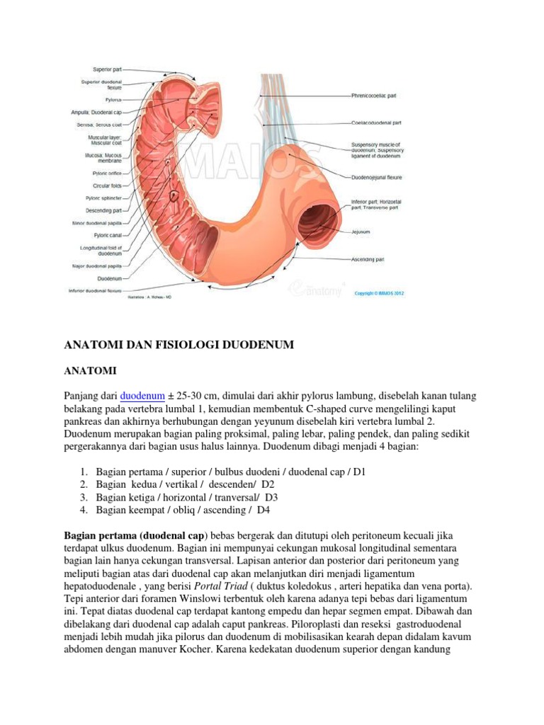 Anatomi Duodenum | PDF