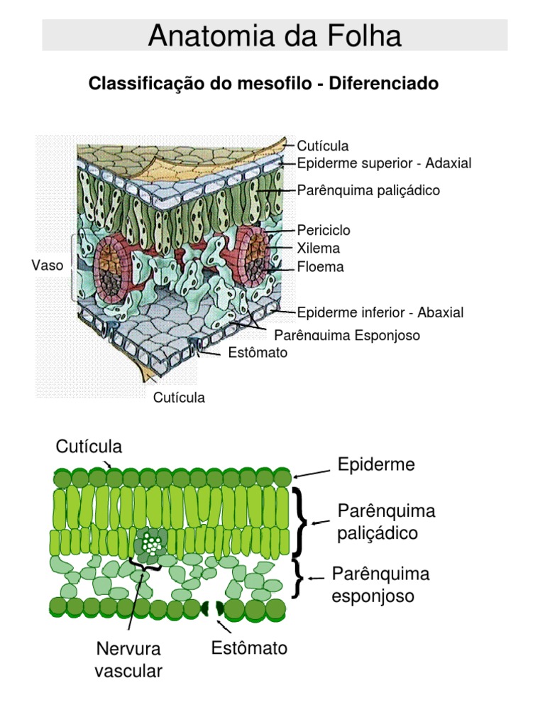 Anatomia Da Folha | PDF