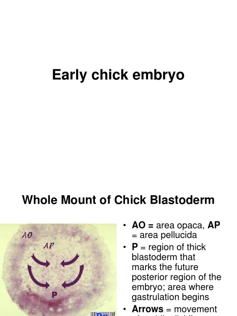 The Stages of Early Chick Embryo Development from Blastoderm to 72 ...
