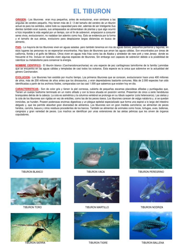 Evolución y características de tiburones | PDF | Tiburones | Gran ...