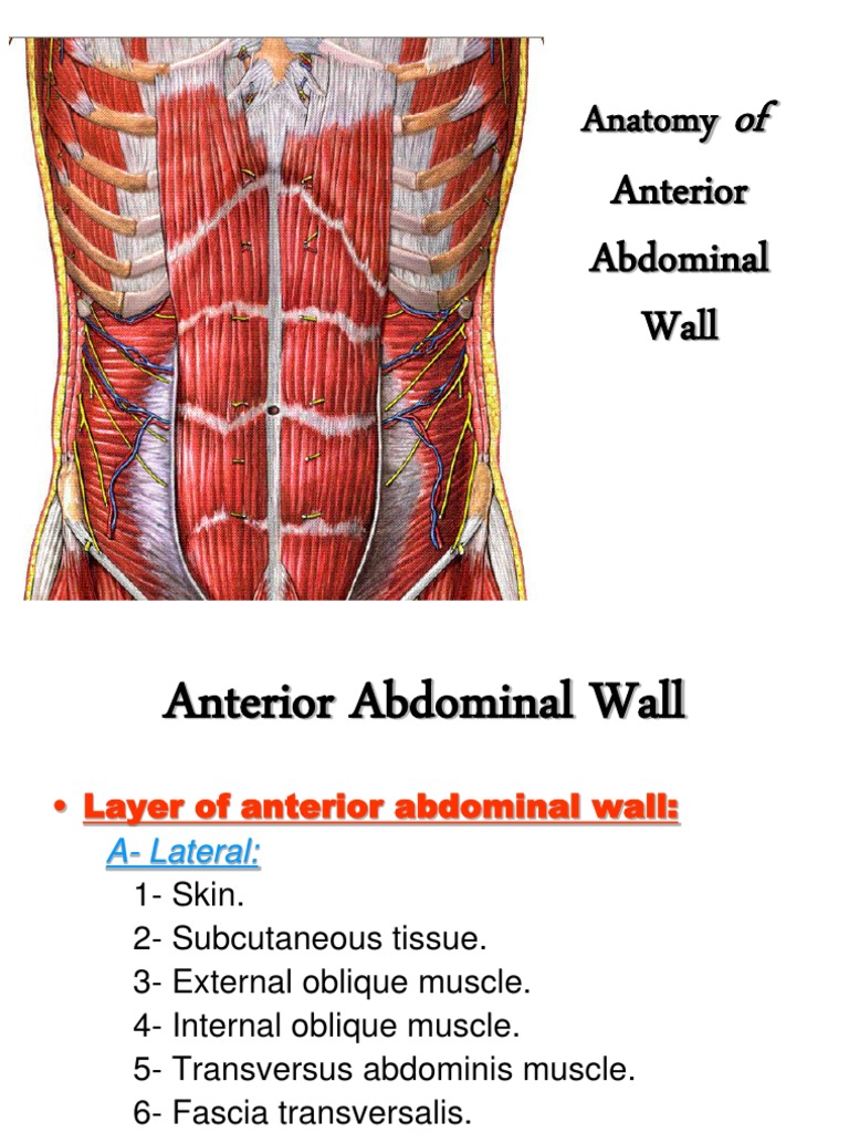 Abdominal Wall Anatomy Layers