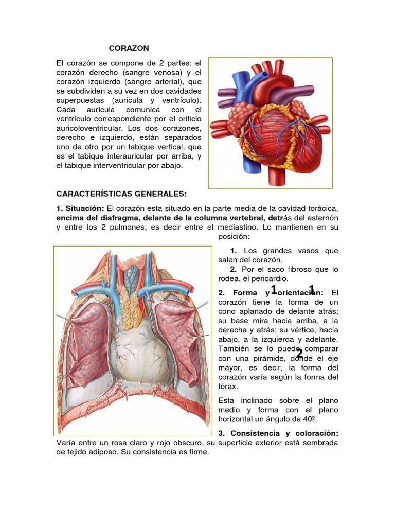 Corazon | PDF | Corazón | Pulmón