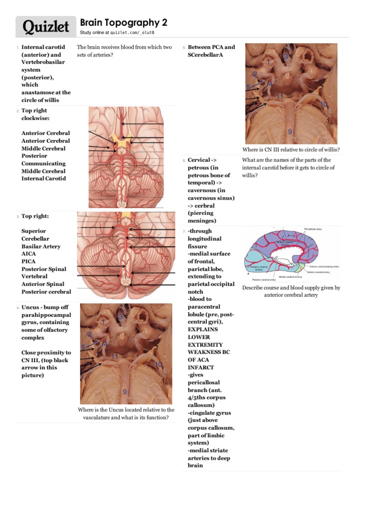 Brain Topography 2 | PDF | Cerebrospinal Fluid | Cerebrum
