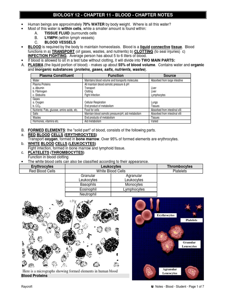 Biology 12 - Chapter 11 - Blood - Chapter Notes: Here Is A Micrographs ...