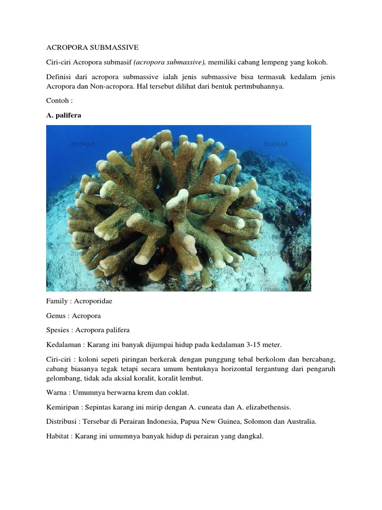 Acropora Submassive | PDF