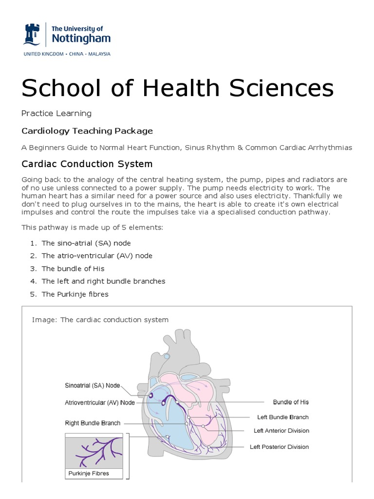 Cardiac Conduction System - Normal Function of The Heart - Cardiology ...