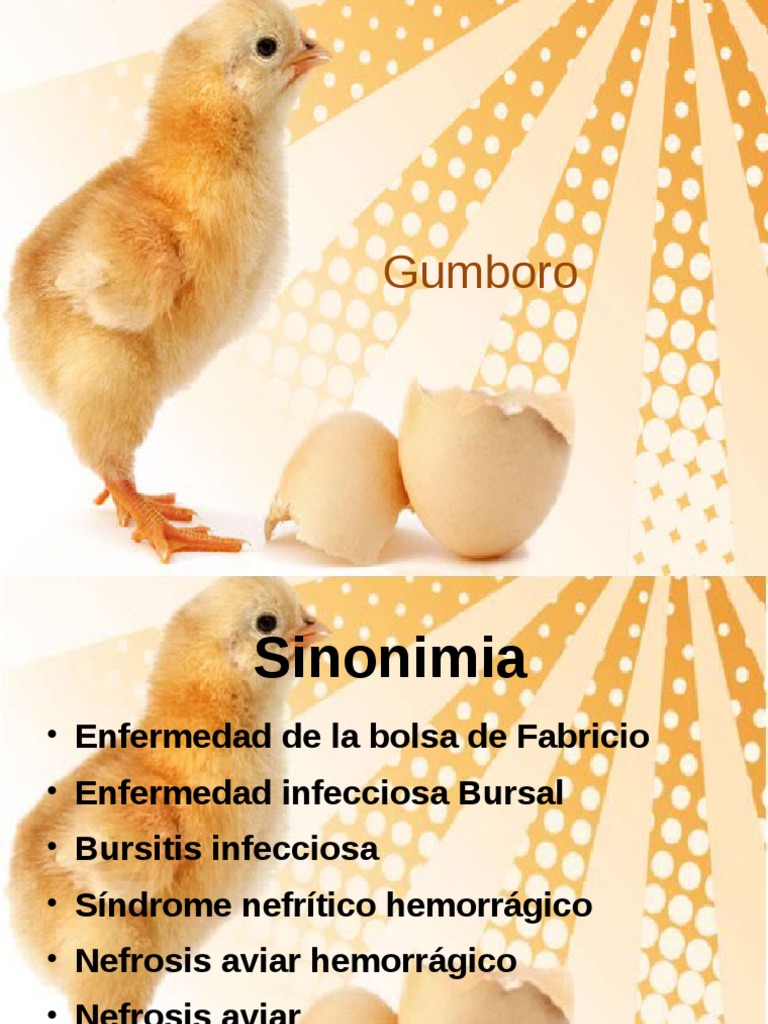 Gumboro | PDF | Infección | Virus