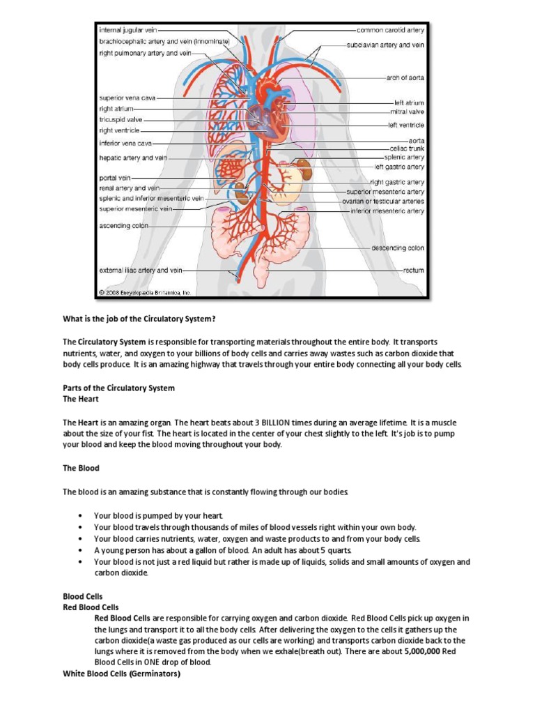 Circulatory System | PDF | Blood Cell | Blood