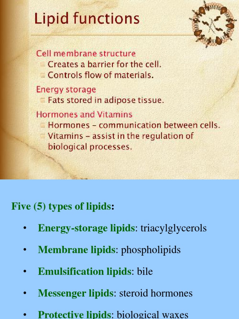 Types and Functions of Lipids Explained | PDF | Cholesterol | Lipid