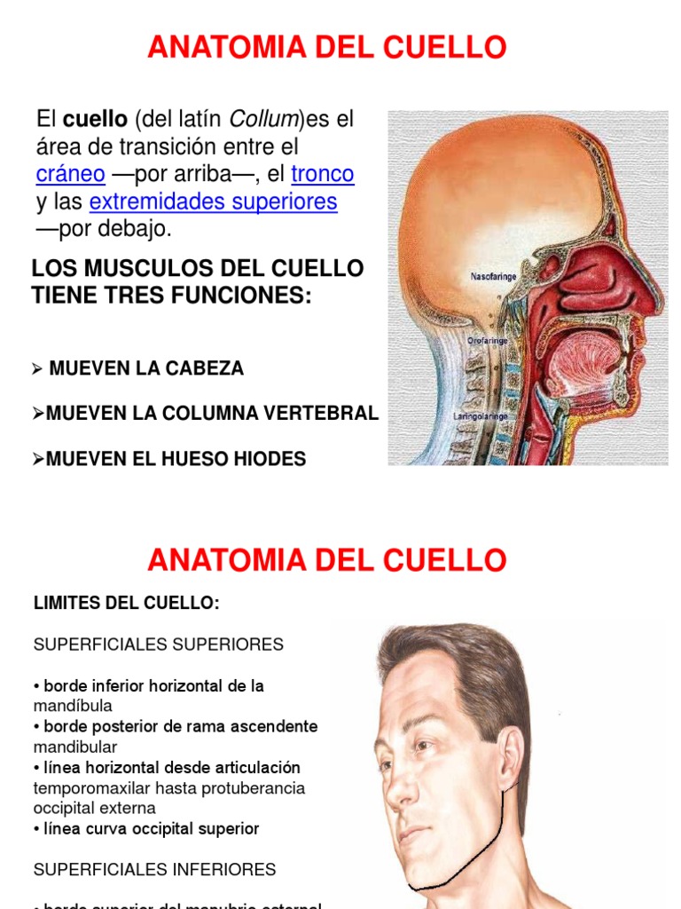 Anatomía del Cuello: Estructuras y Funciones | PDF