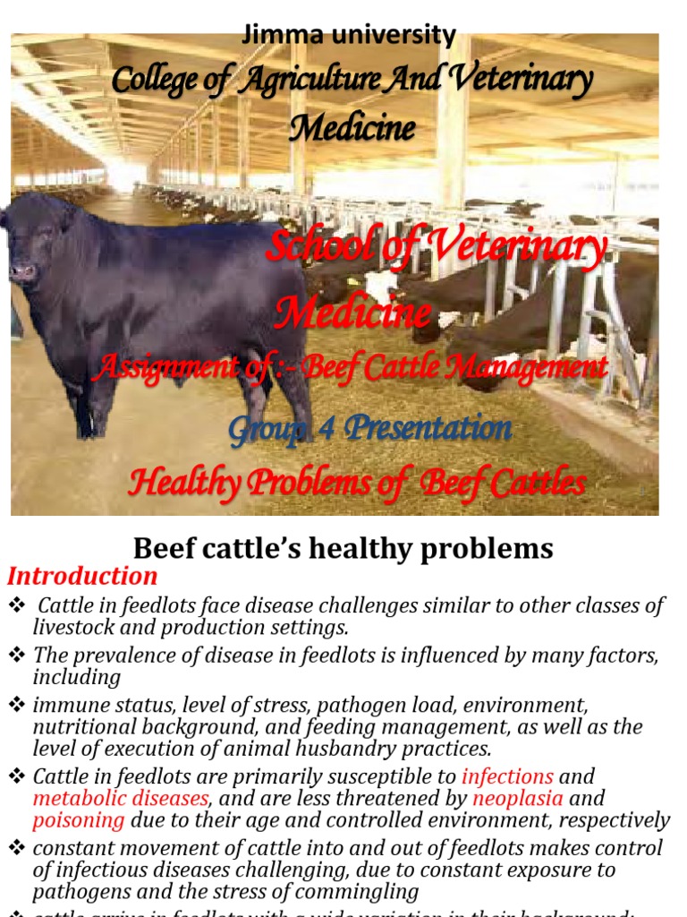 Disease of Beef Cattle 1 | PDF | Cattle | Pneumonia