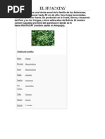 Sacha Culantro | PDF | Hierbas y especias | Alimentos