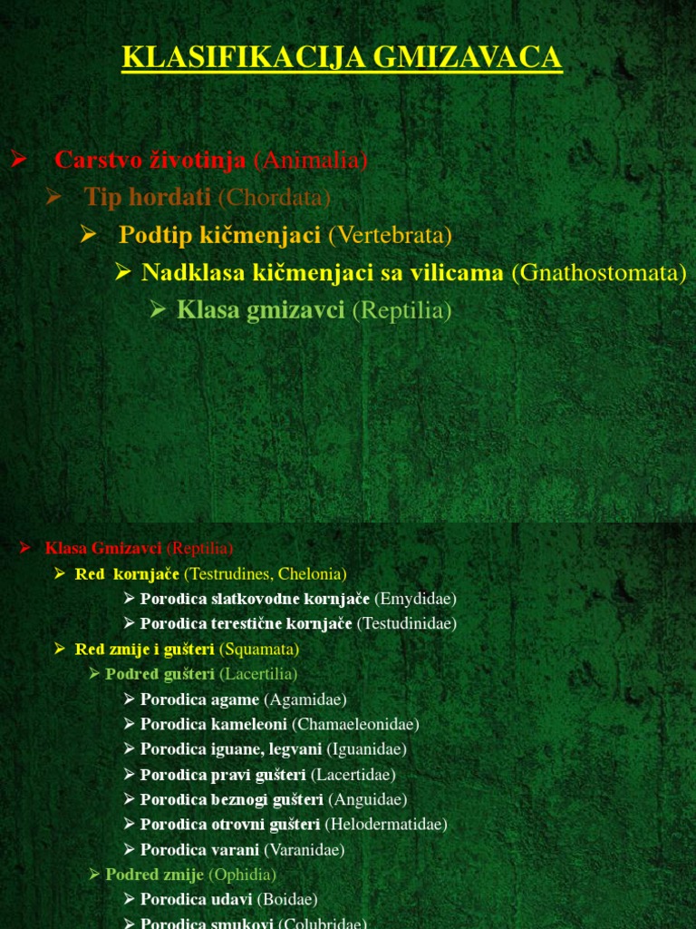 Gmizavci Prezentacija | PDF