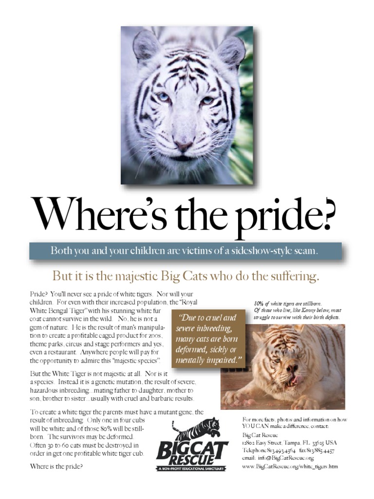 White Tiger Brochure | PDF | Tiger | Animals And Humans