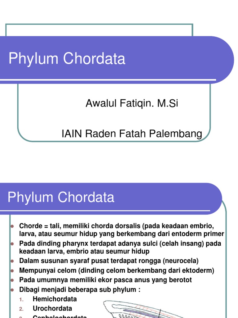 Phylum Chordata | PDF