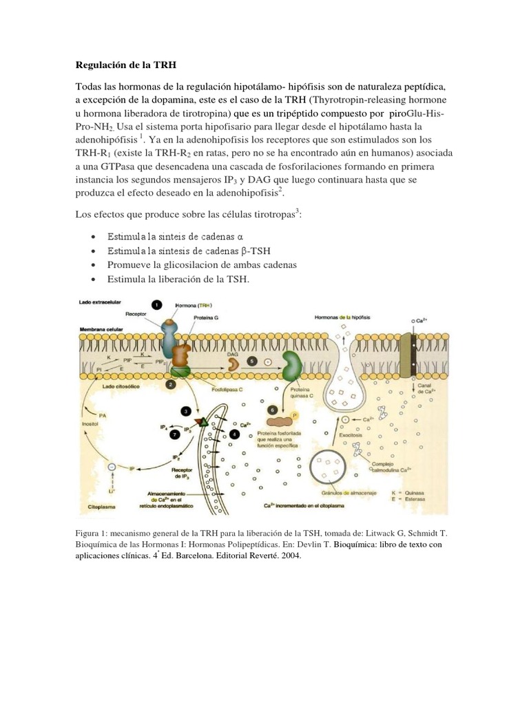 Regulación de La TRH | PDF | Autosuperación