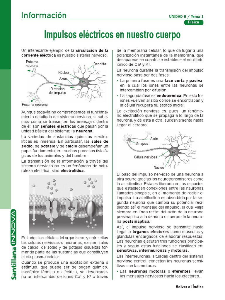 Impulsos Electricos en Nuestro Cuerpo | Neurona | Sinapsis