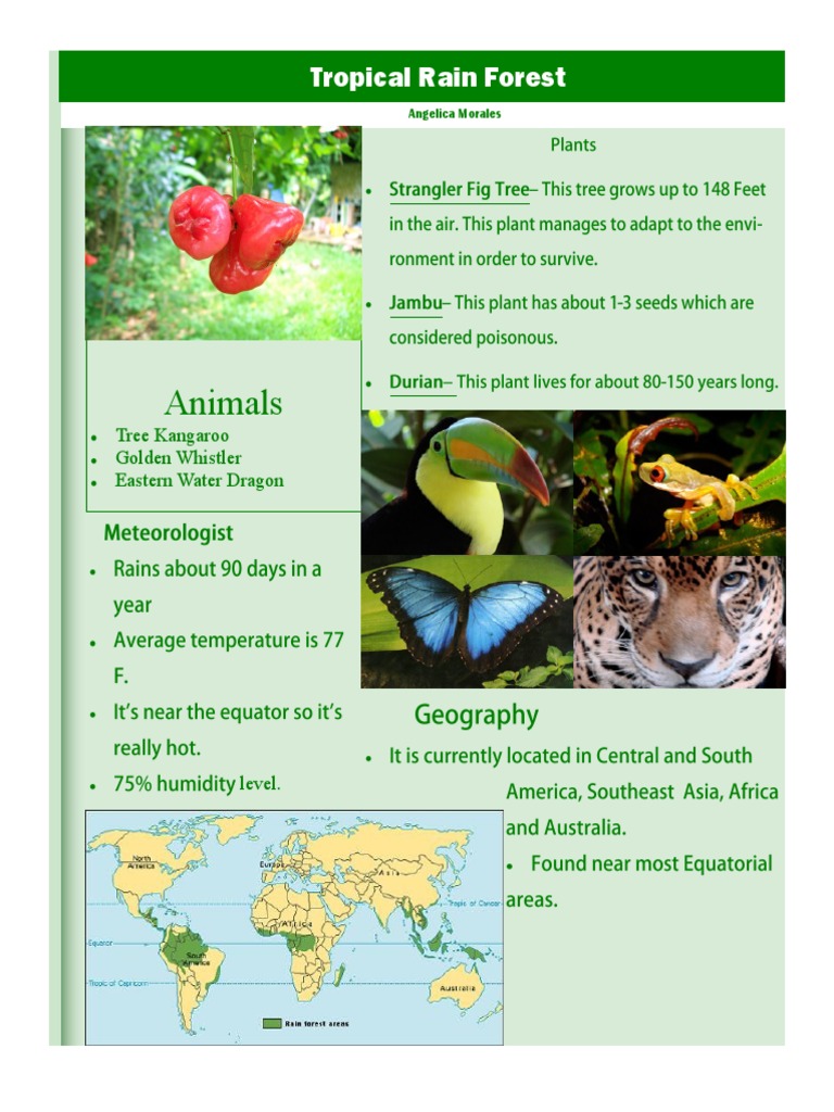 Tropical Rainforest Plants and Animals | PDF