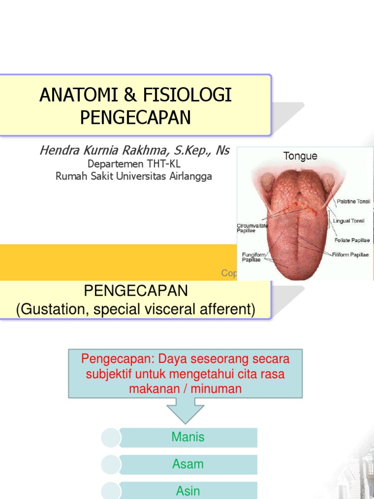 ANATOMI FISIOLOGI PENGECAPAN
