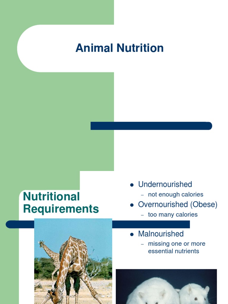 Understanding Animal Nutrition: An Overview of Nutritional Requirements ...