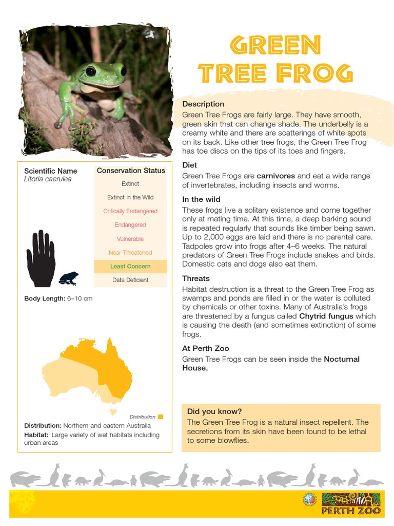 Green Tree Frog Fact Sheet | PDF