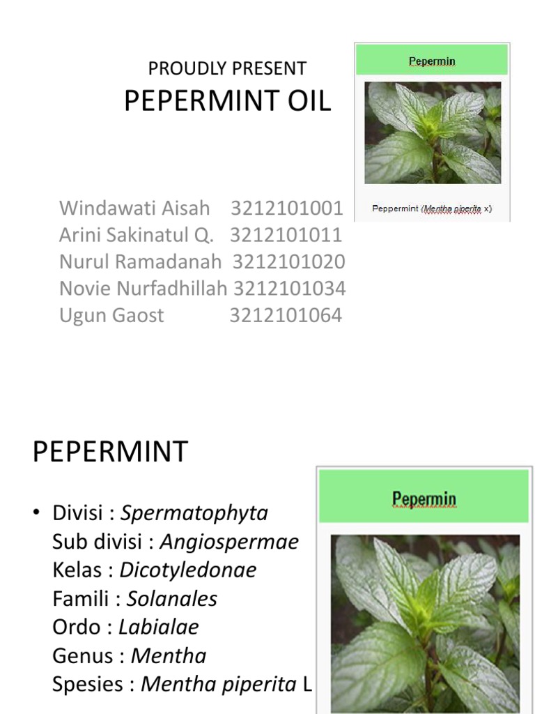 Manfaat dan Kandungan Minyak Pepermint | PDF