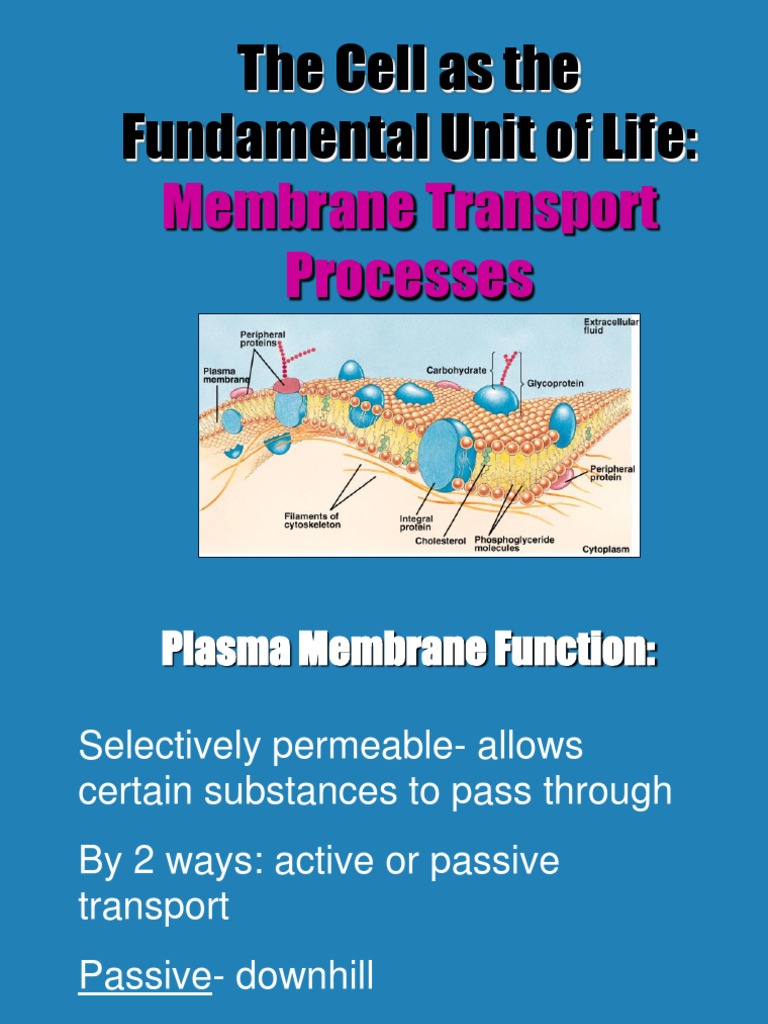 Membrane Transport: Active vs. Passive Processes | PDF | Cell Membrane ...
