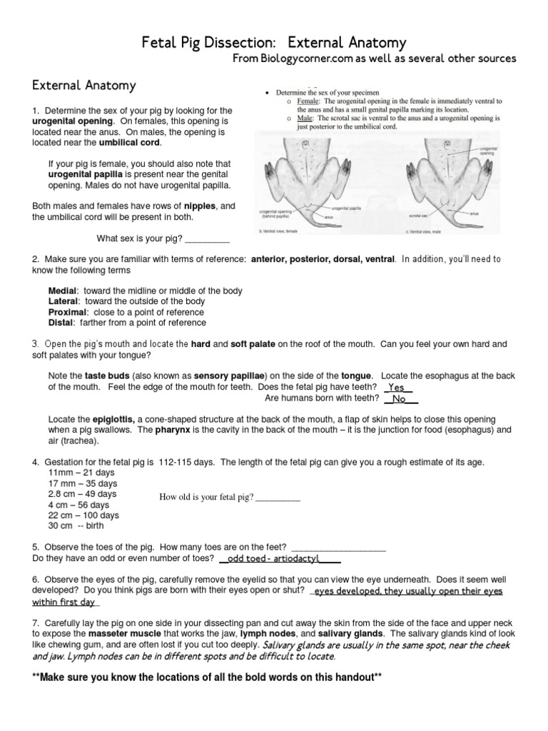 Fetal Pig Dissection Guide | PDF | Common Carotid Artery | Aorta