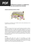 Aparato Reproductor Del Cerdo Hembra y Macho | PDF | Semen | Testículo