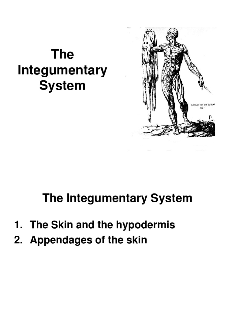 The Complete Integumentary System Study Guide | PDF | Skin ...