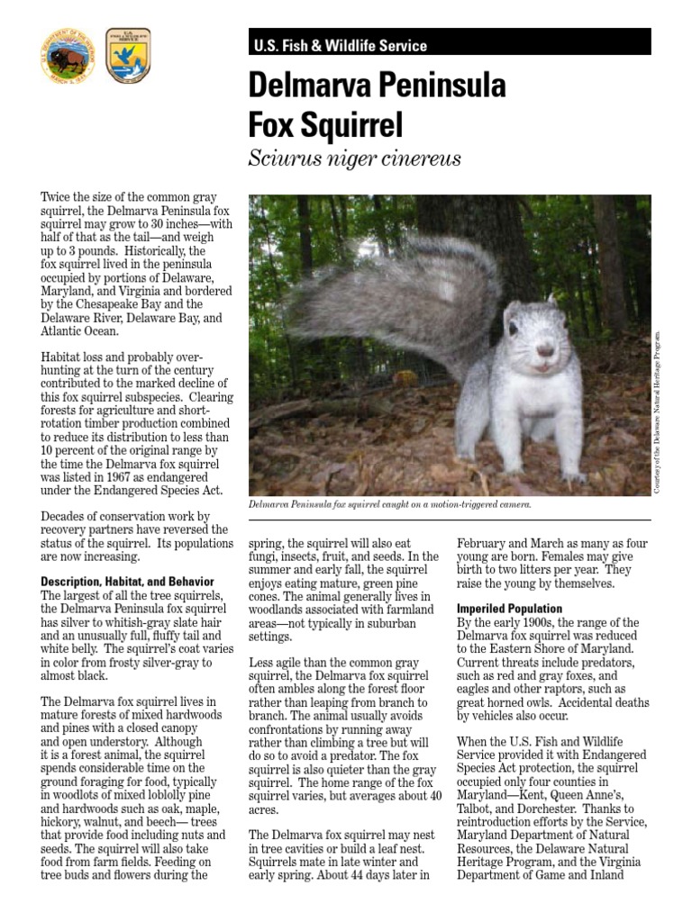 Delmarva Peninsula Fox Squirrel: Sciurus Niger Cinereus | PDF ...
