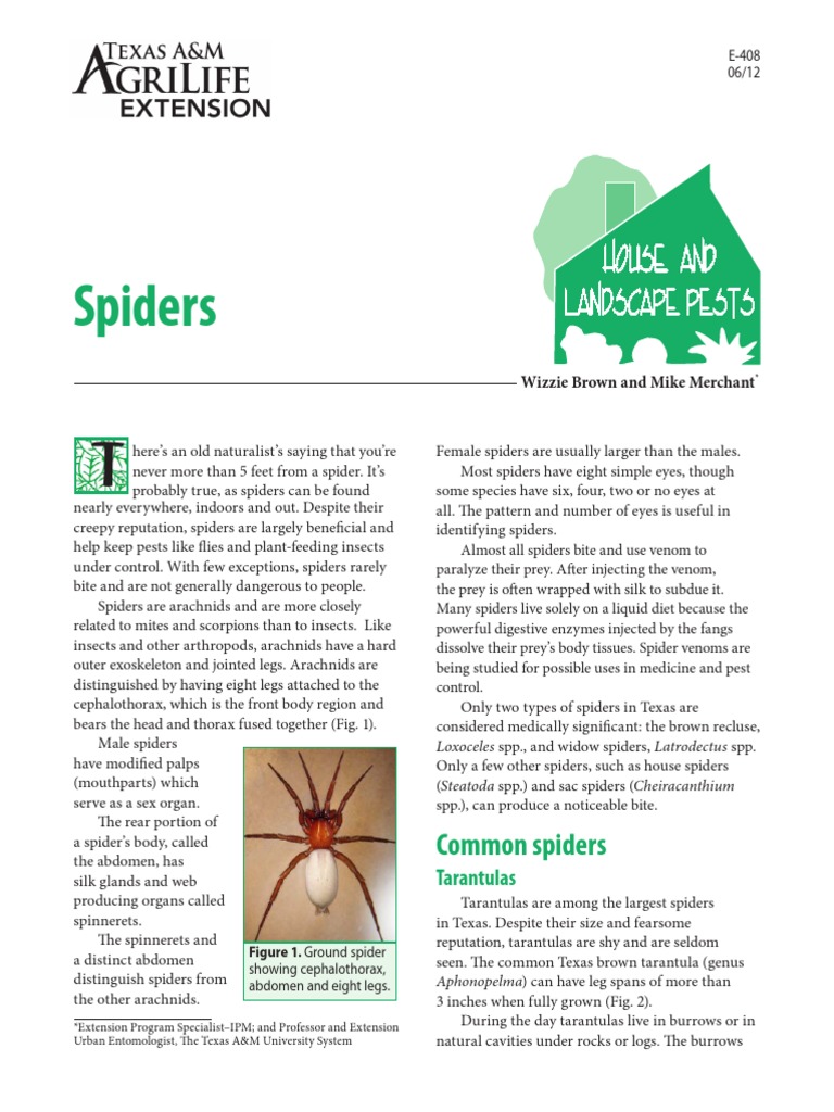 Spiders PDF | Spider | Spider Web