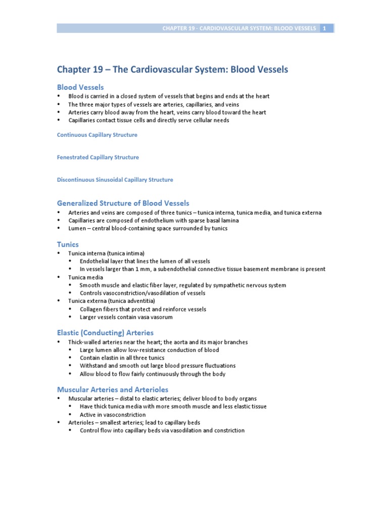 Chapter 19 - The Cardiovascular System: Blood Vessels | Download Free ...