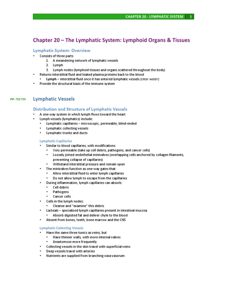 Chapter 20 - The Lymphatic System | PDF | Lymphatic System | Lymph Node