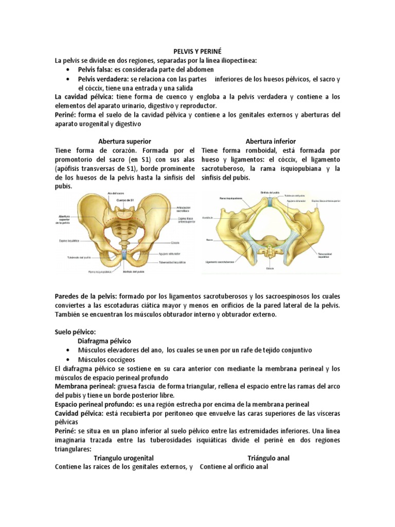 Guia Pelvis y Periné | PDF | Pelvis | Útero