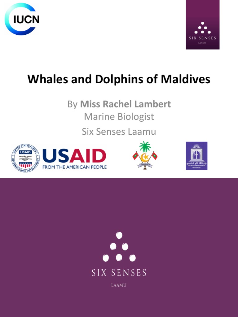 Whales and Dolphins of Maldives by Rachel Lambert | PDF | Cetacea | Whales