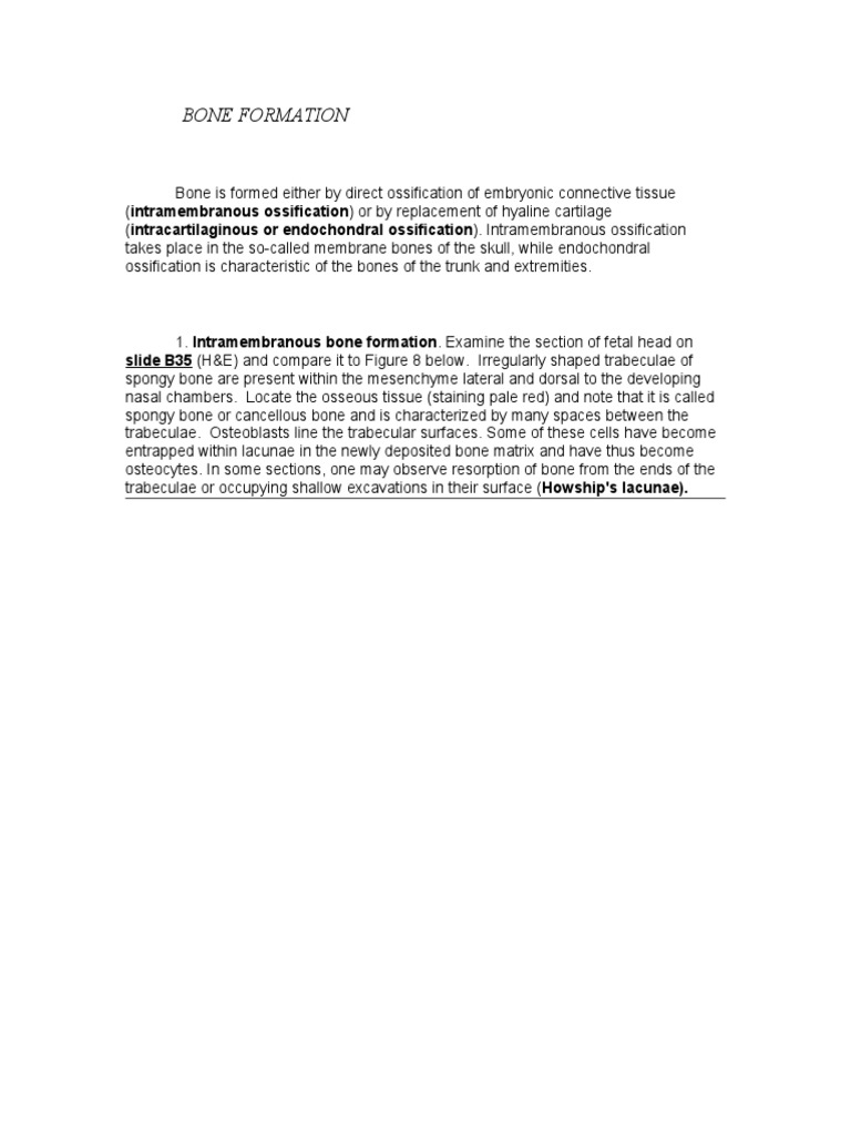 Bone Formation | PDF | Bone | Osteoblast