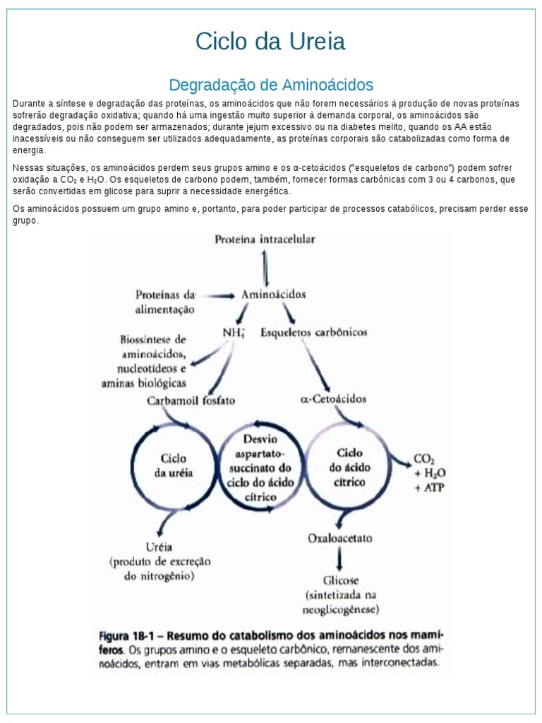 Resumo Bioquímica Ciclo Da Ureia | PDF | Aminoácido | Bioquímica