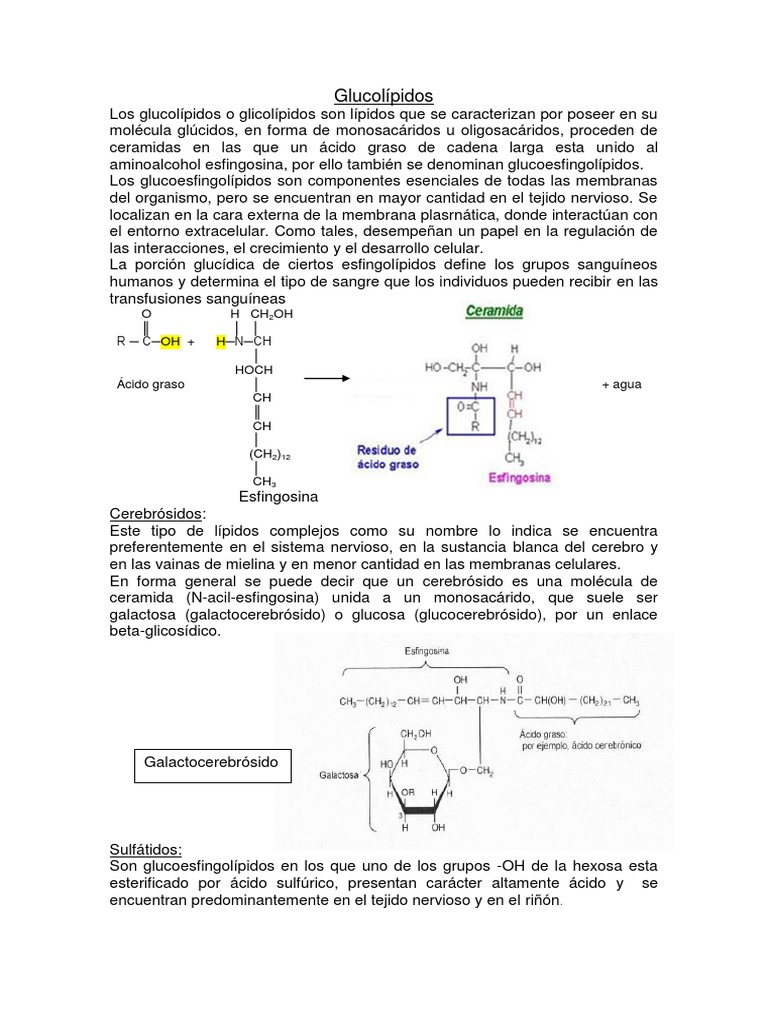 Glucolípidos: Tipos y Funciones Esenciales | PDF | Moléculas activas de ...