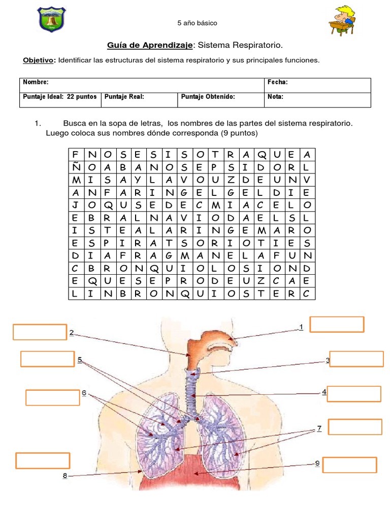 Hoja De Trabajo Del Sistema Respiratorio Con Banco De Palabras