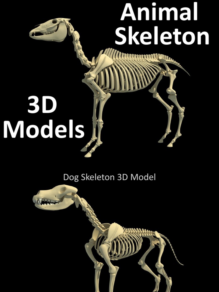 3D Animal Skeleton Models List | PDF | Young Adult