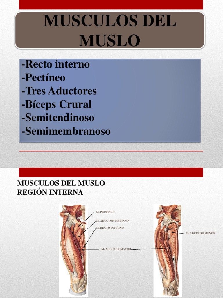 Músculos Aductores del Muslo | PDF | Cadera | Articulaciones
