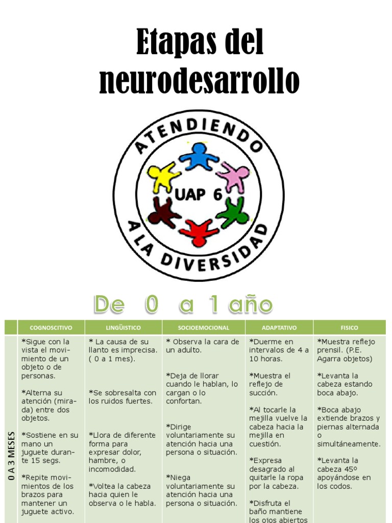 Etapas Del Neurodesarrollo Clase Completa | PDF | Juguetes | Adultos