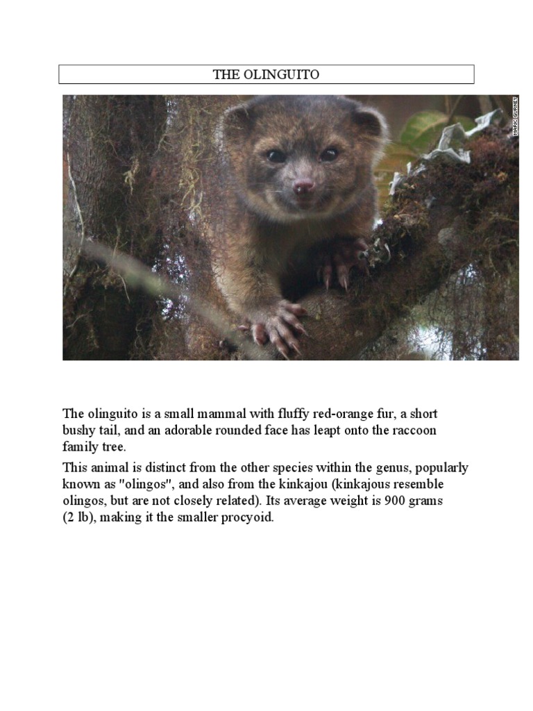 The Olinguito | PDF | Mammals | Organisms