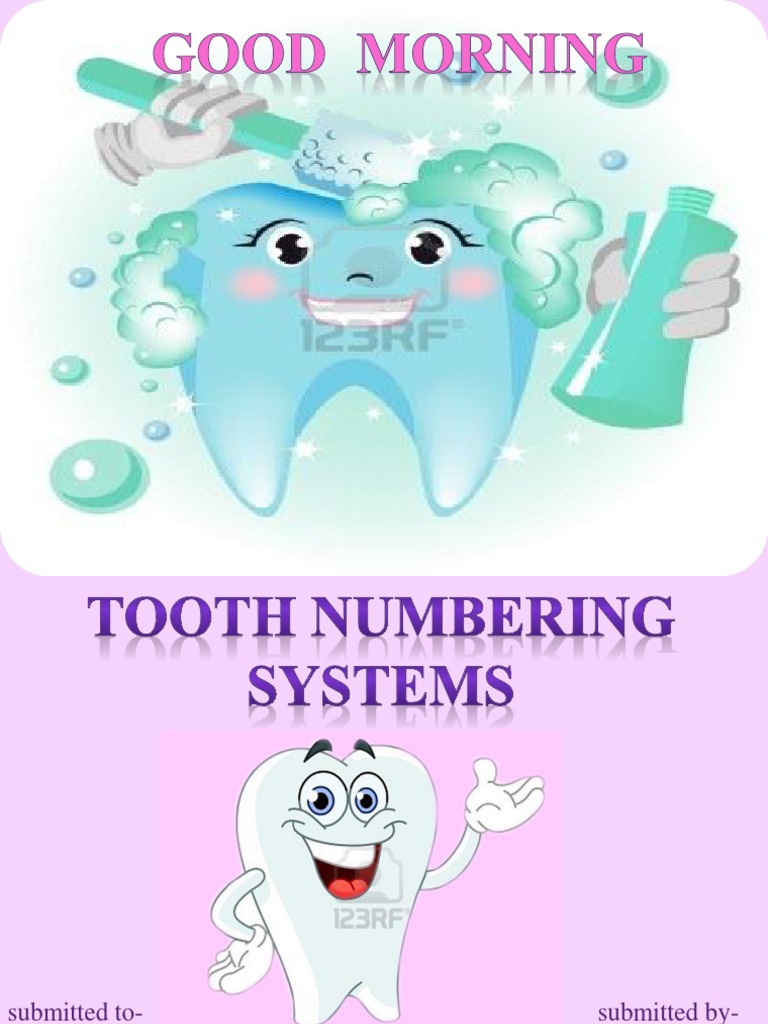 Tooth Numbering Systems | PDF | Physiognomy | Tooth