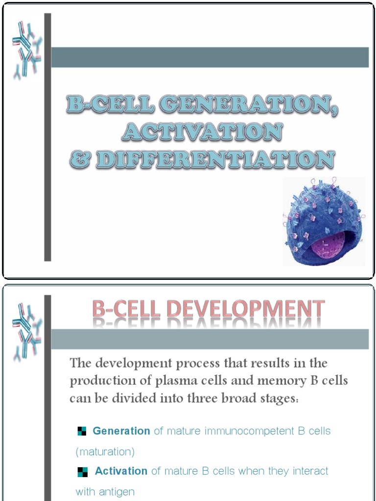 B Cell Maturation and Differentiation Process | PDF | B Cell | Antibody