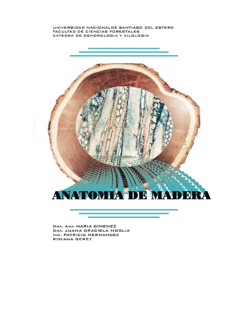 Anatomía de la madera: Una guía completa de los conceptos básicos e ...