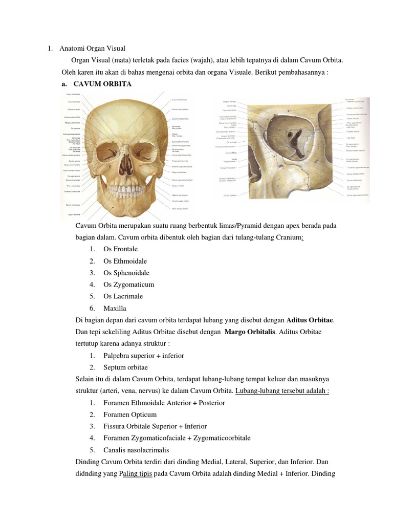 Anatomi Organ Visual | PDF